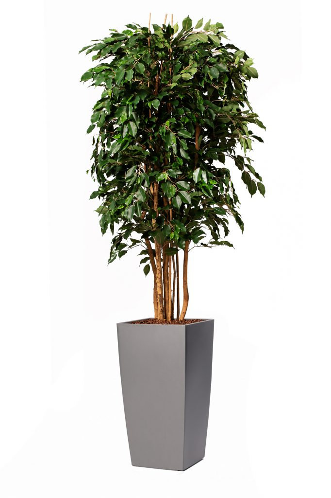 Ficus exotica (multi stam) | De Interieurbeplanter