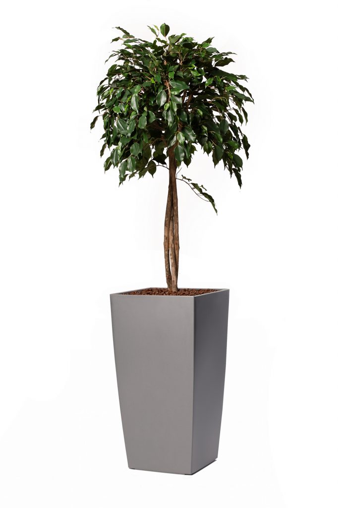 Ficus exotica umbrella | De Interieurbeplanter